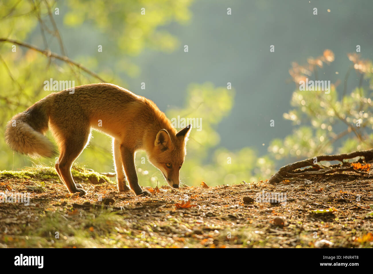 Queue De Renard Banque d'image et photos - Page 2 - Alamy