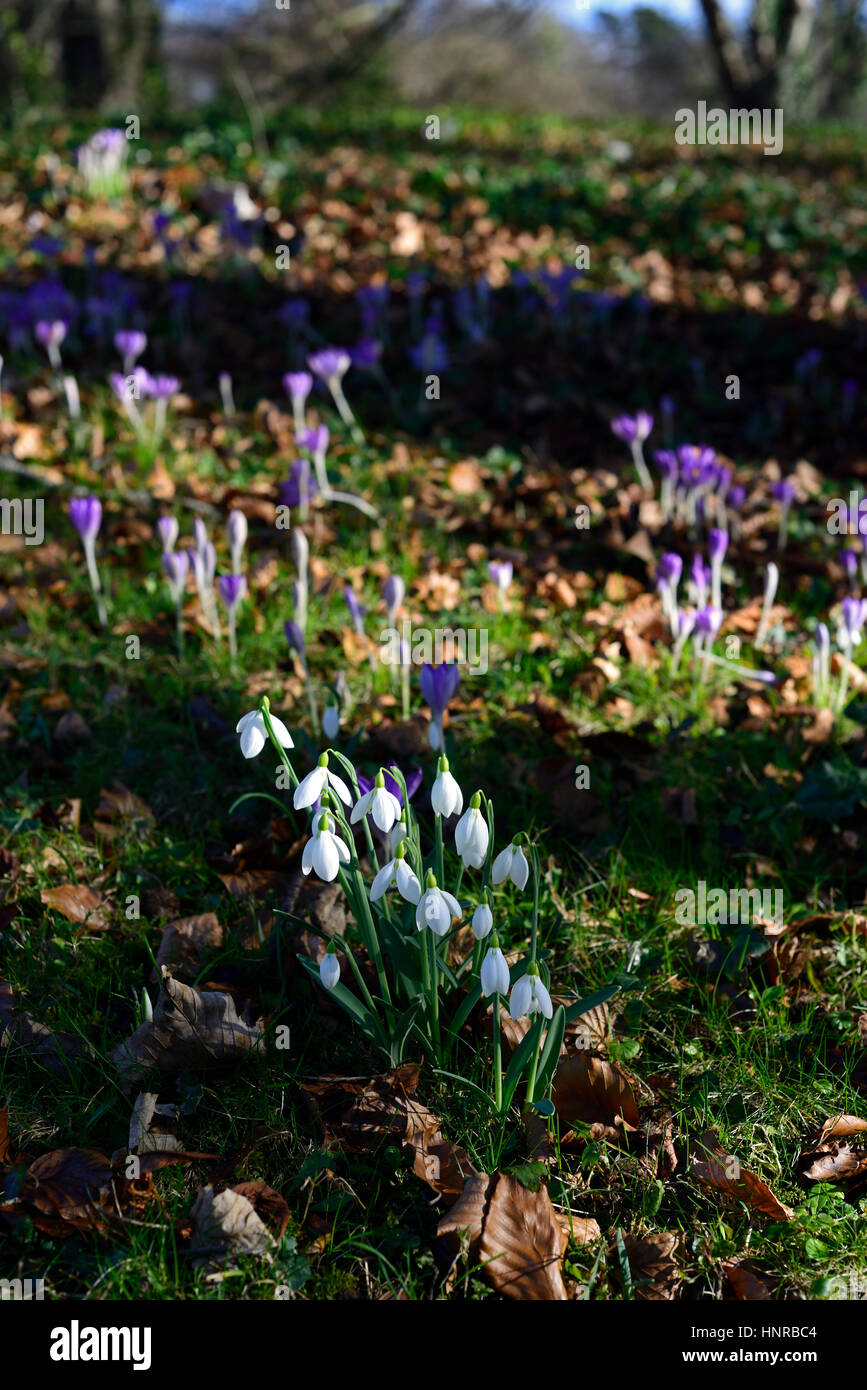 Perce neige crocus Banque de photographies et d’images à haute ...