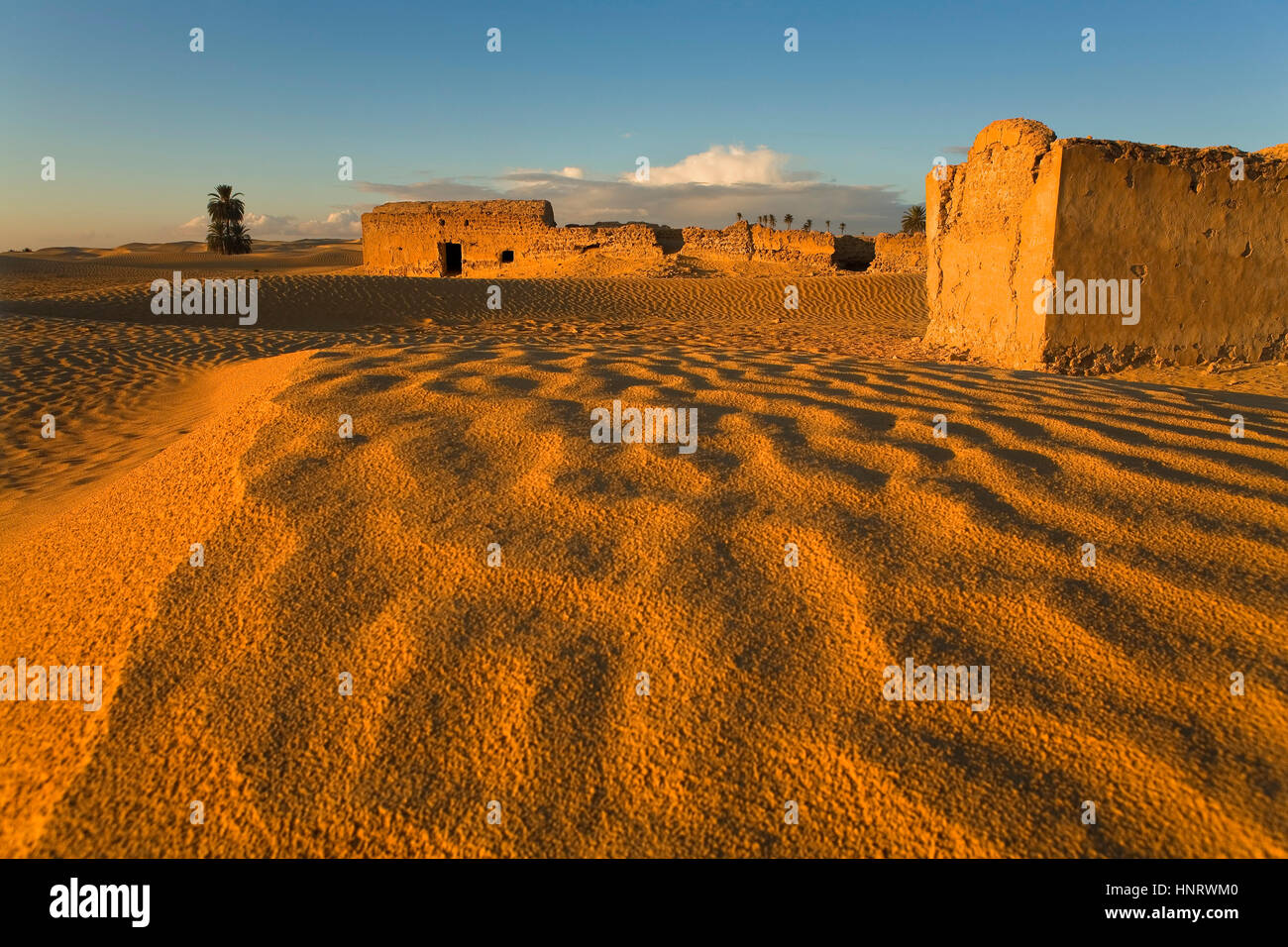 Tunisia douz oasis palms desert Banque de photographies et d’images à ...