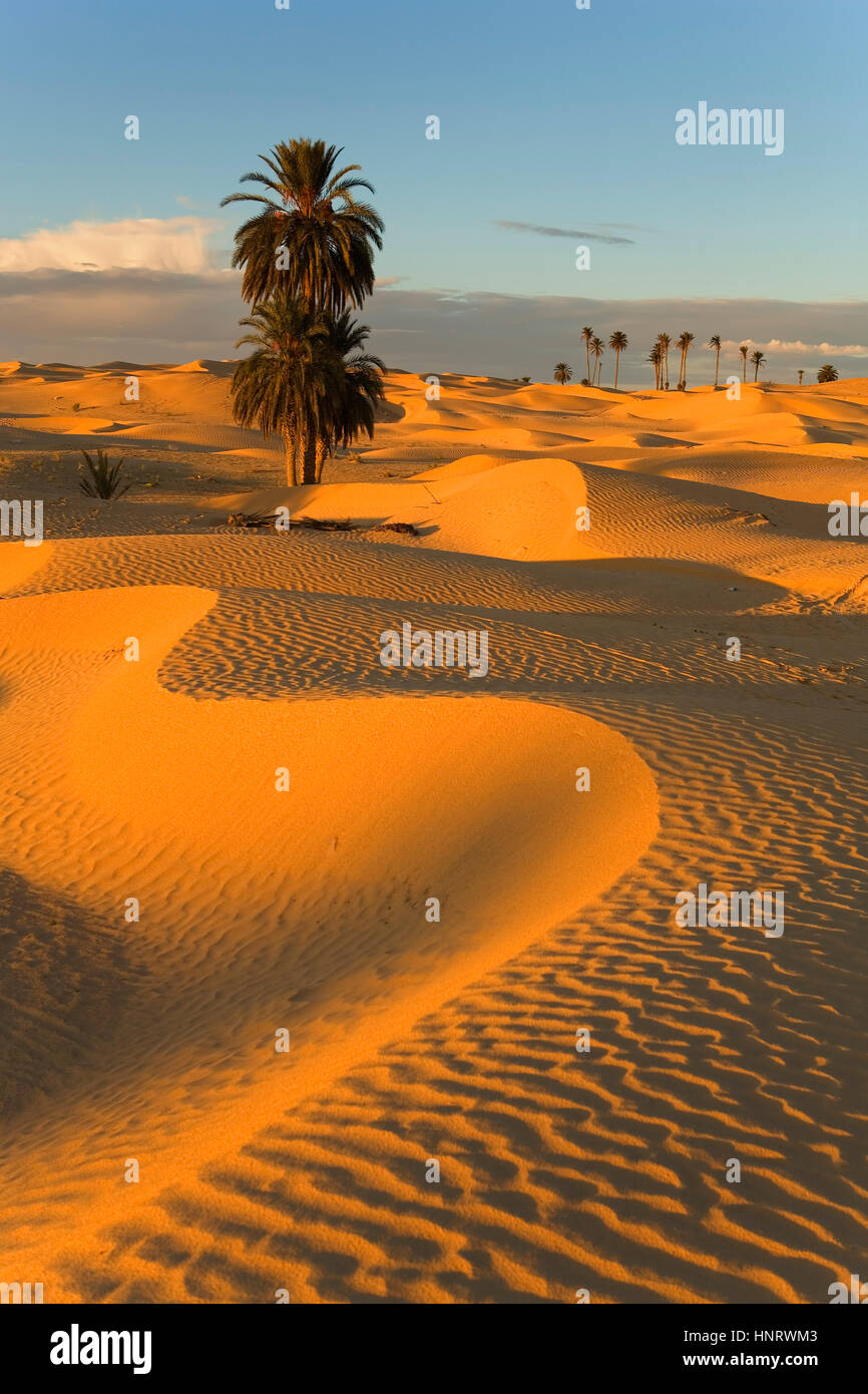 Tunisia douz oasis palms desert Banque de photographies et d’images à ...