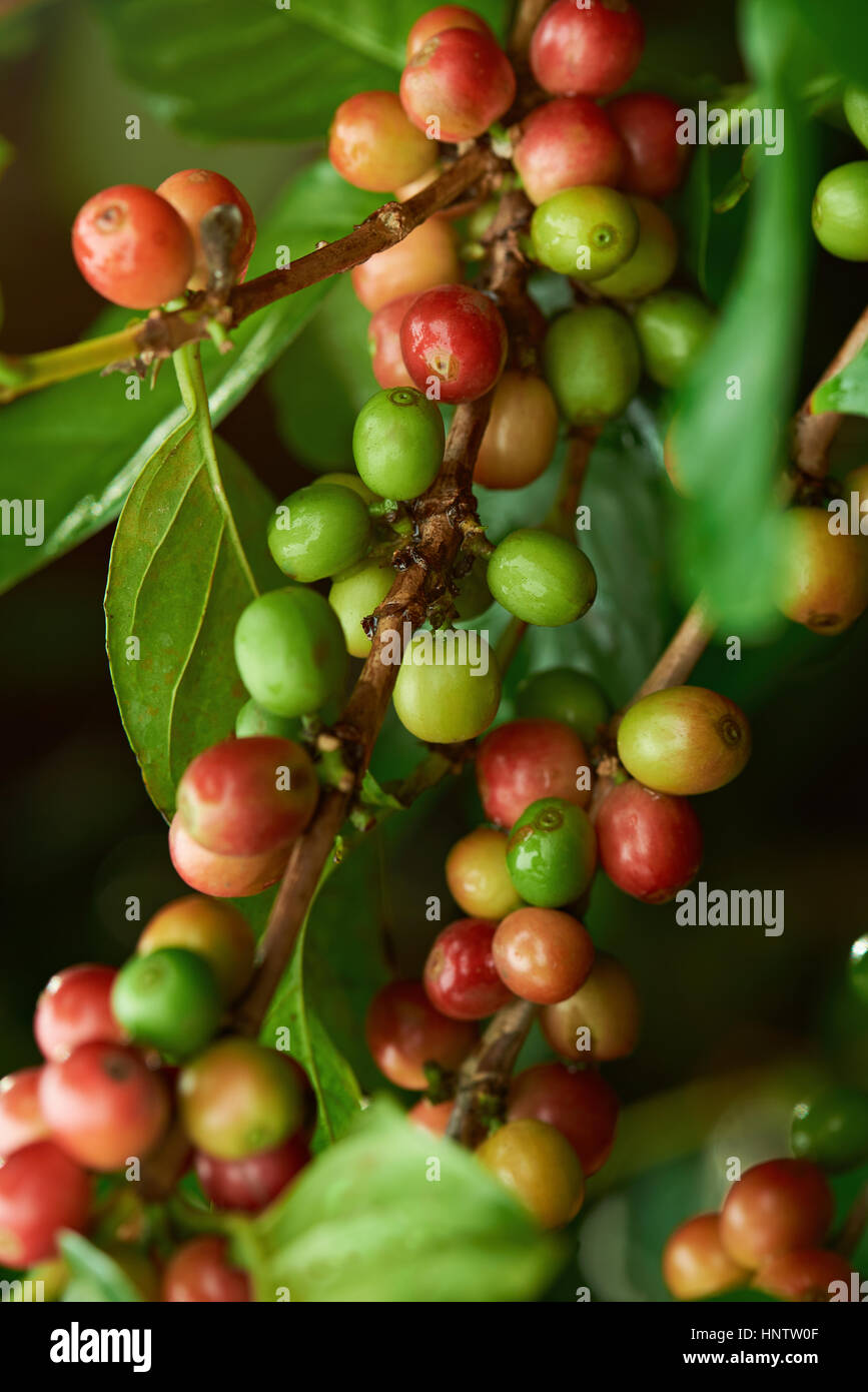 Brut de plantation Banque de photographies et d’images à haute ...