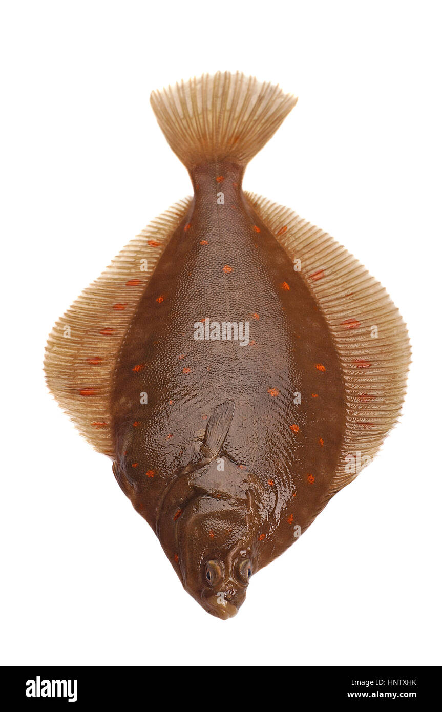 Peche au carrelet Banque de photographies et d’images à haute ...