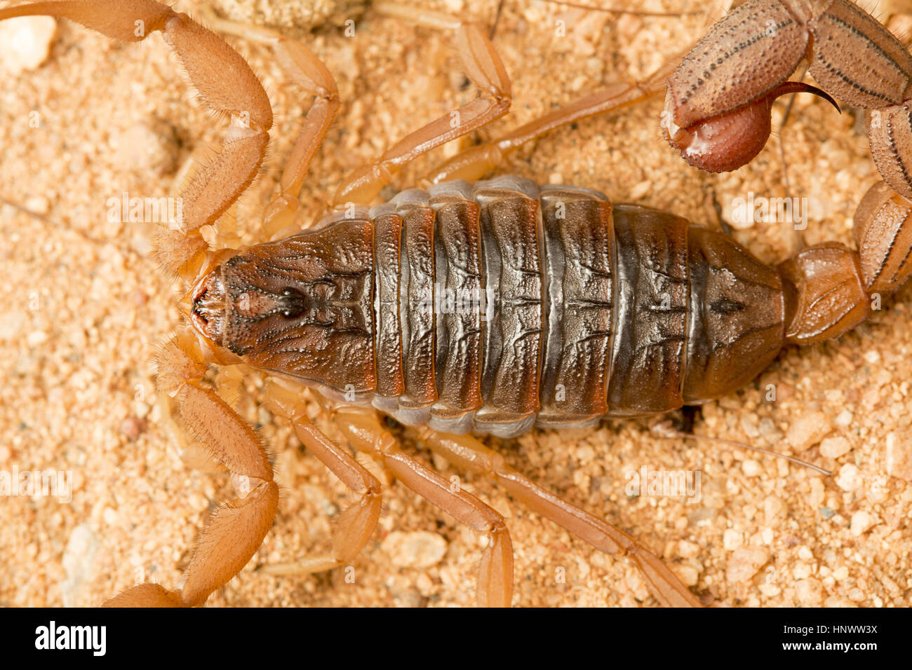 Indian red scorpion Banque de photographies et d’images à haute ...
