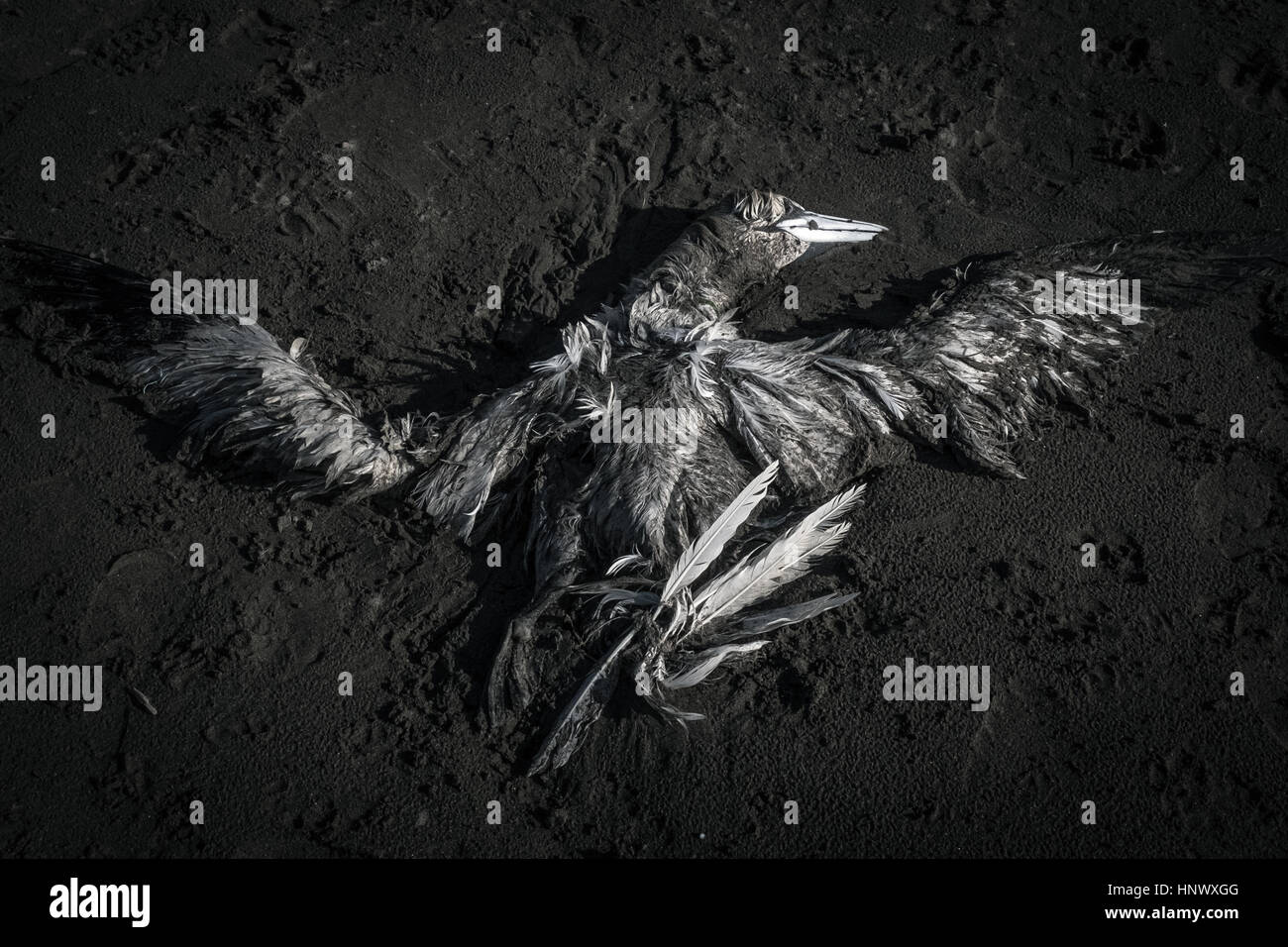 Bird corpse Banque de photographies et d’images à haute résolution - Alamy