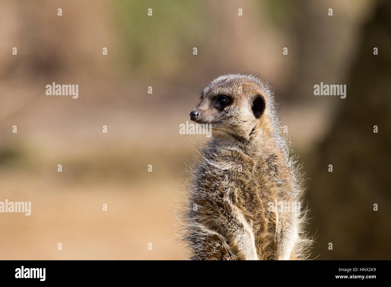 Suricata Suricatta Banque d'image et photos - Alamy