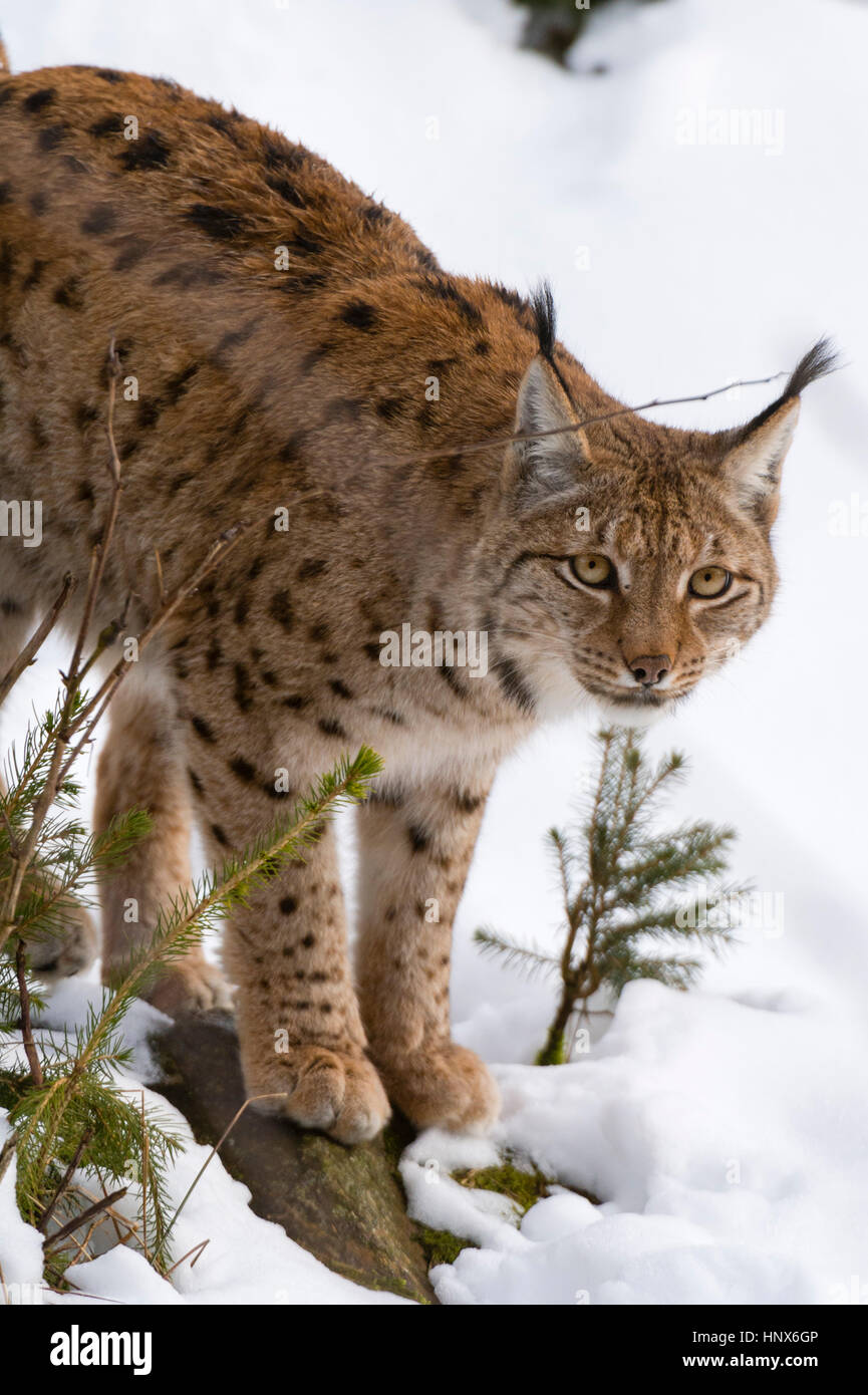 Lynx (Lynx linx), Parc National de la forêt bavaroise, Bavière ...