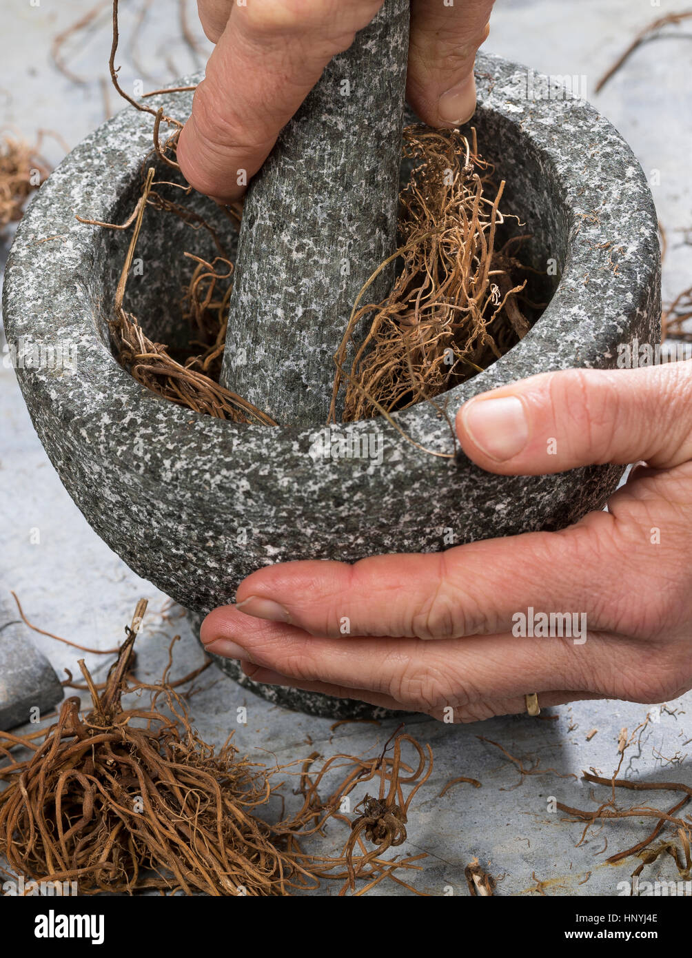 Valerianae radix Banque de photographies et d’images à haute résolution ...