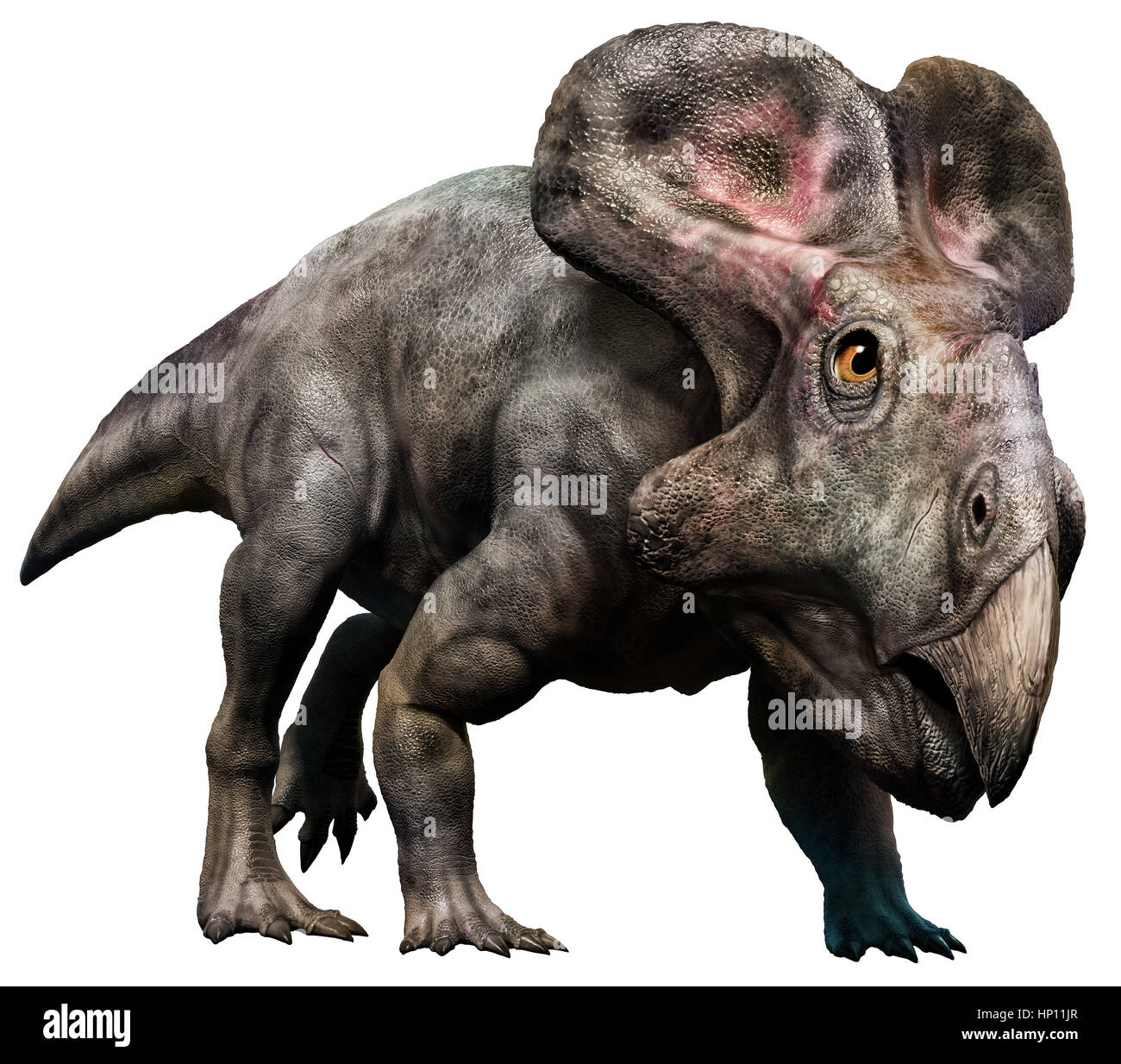 Protoceratops protoceratops Banque de photographies et d’images à haute ...
