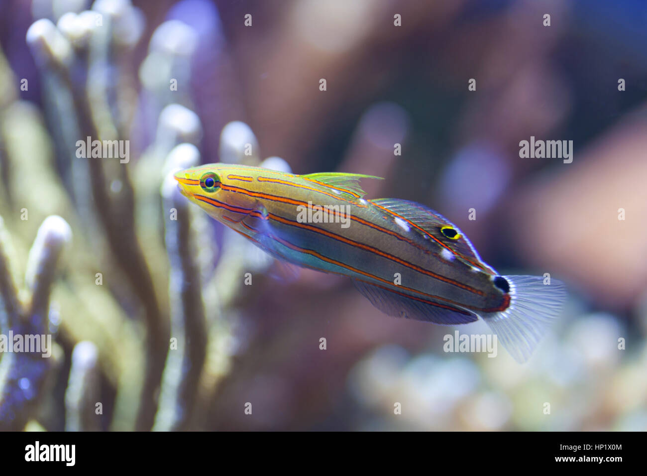 Poisson cardinal Banque de photographies et d’images à haute résolution ...