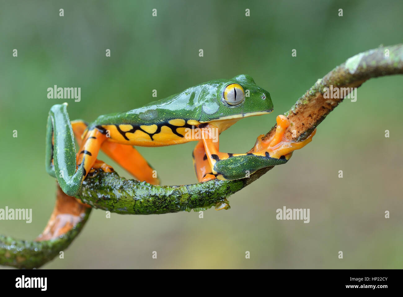 Anfibios de panama Banque de photographies et d’images à haute ...
