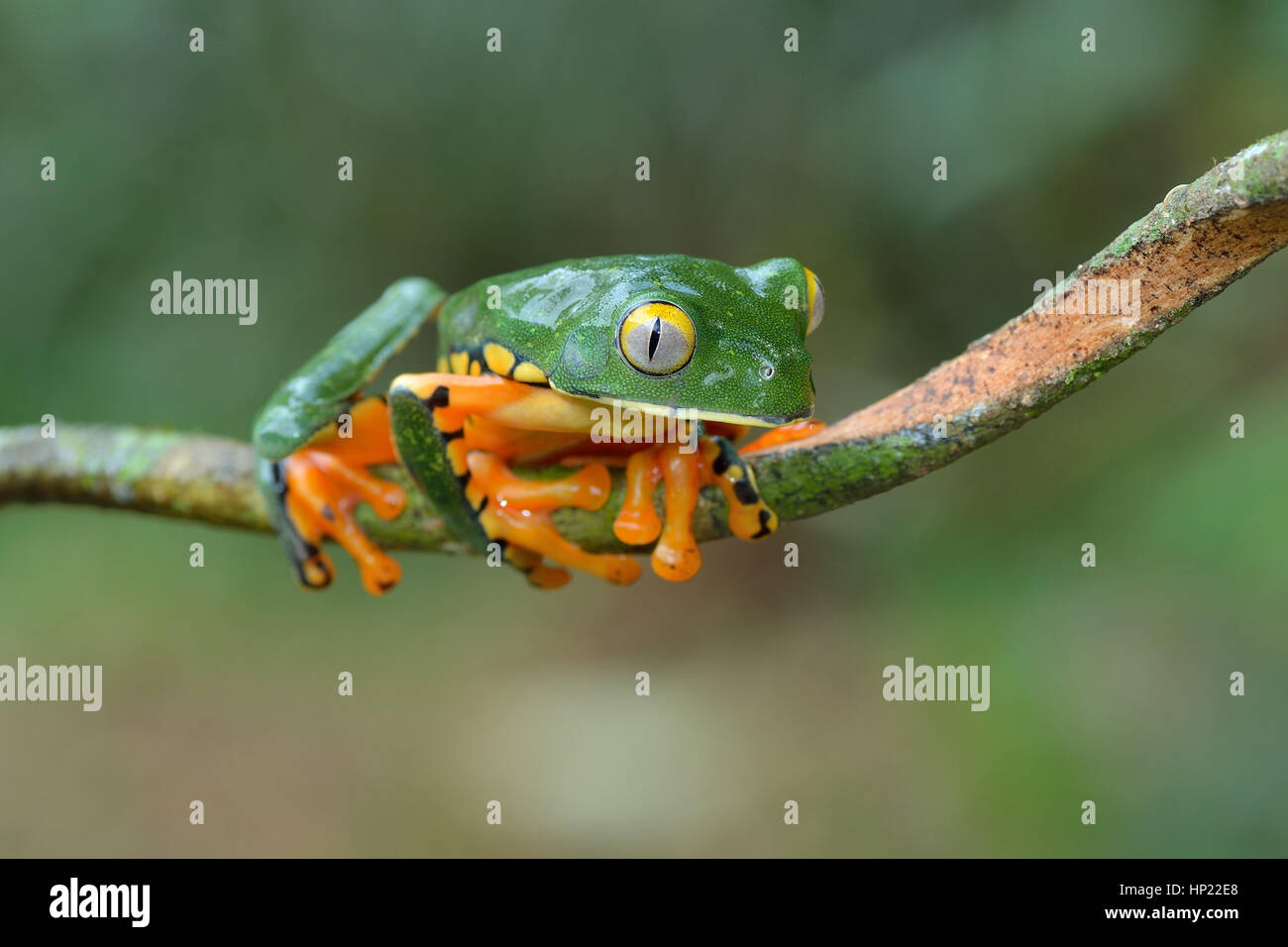 Grenouilles du costa rica Banque de photographies et d’images à haute ...