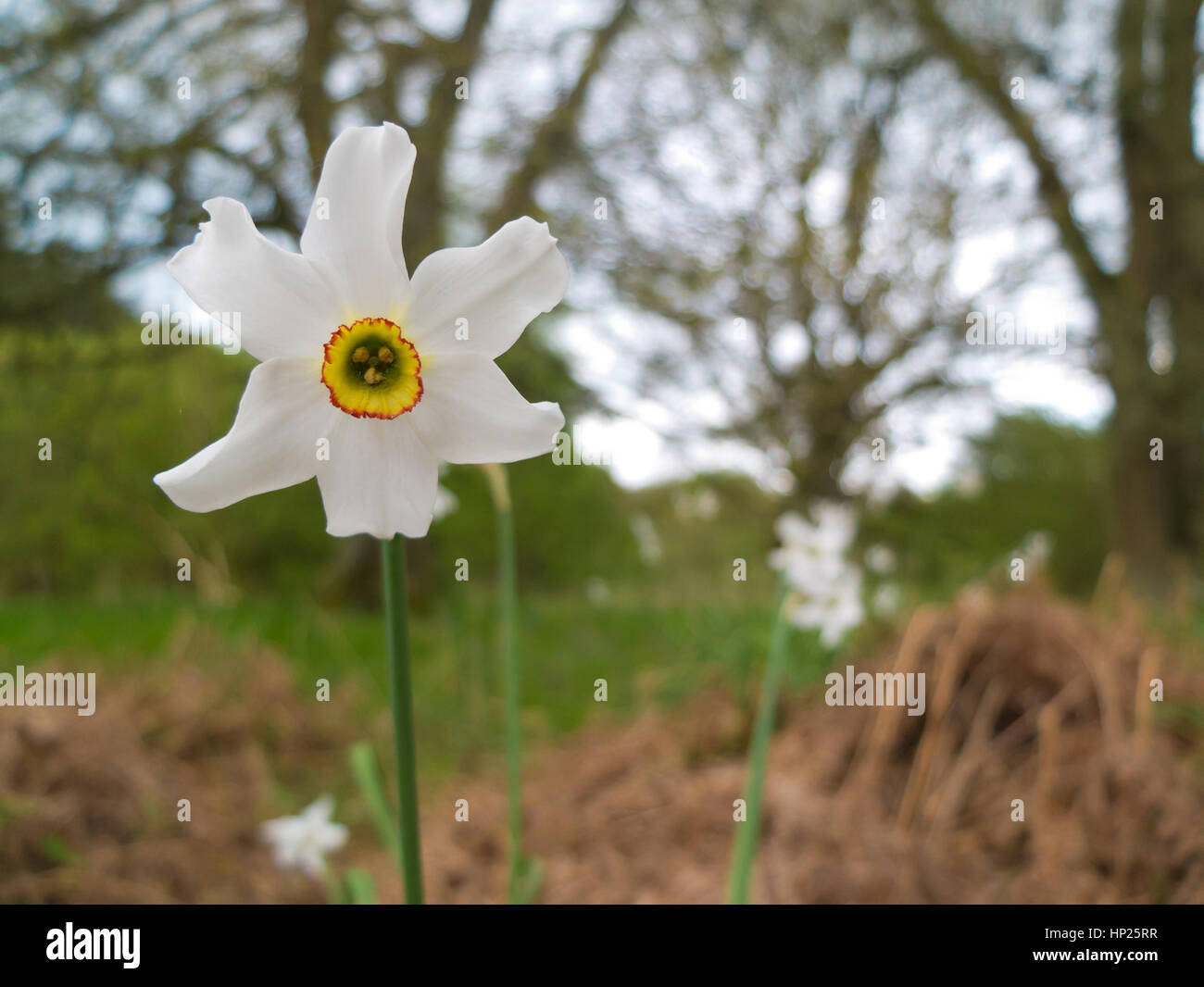 Narcisse poeticus var recurvus Banque de photographies et d’images à ...