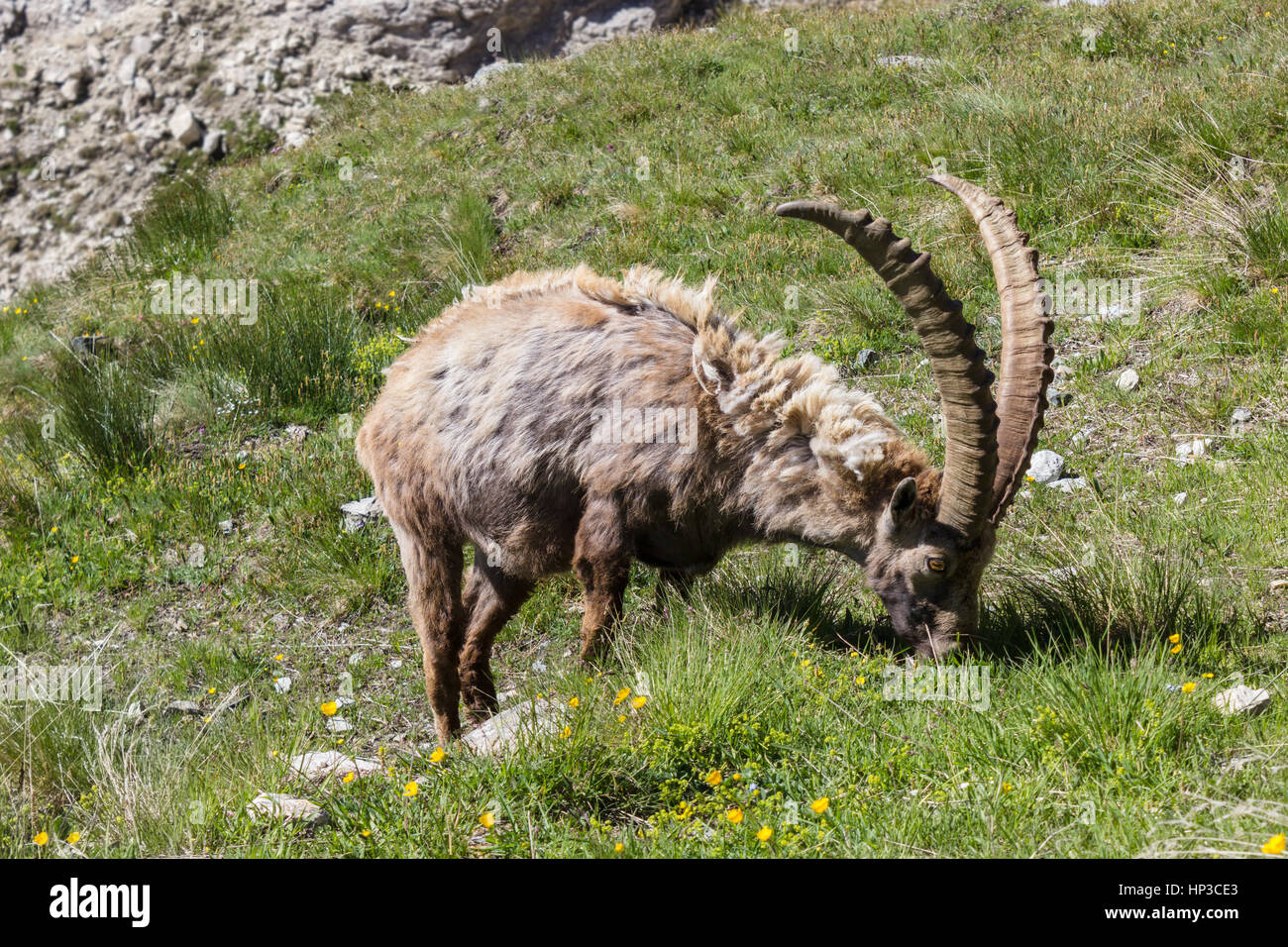 Scène de la faune. Bouquetin des Alpes en haute montagne pré. Photo ...