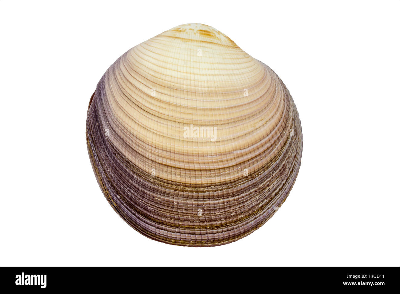 Coquille de mer comestible Banque de photographies et d’images à haute ...