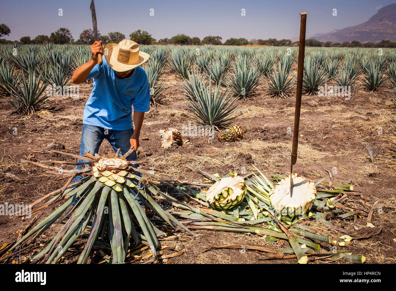 Jimador, jimando, Harvesting Agave (Jima).plantation d'Agave bleu à ...