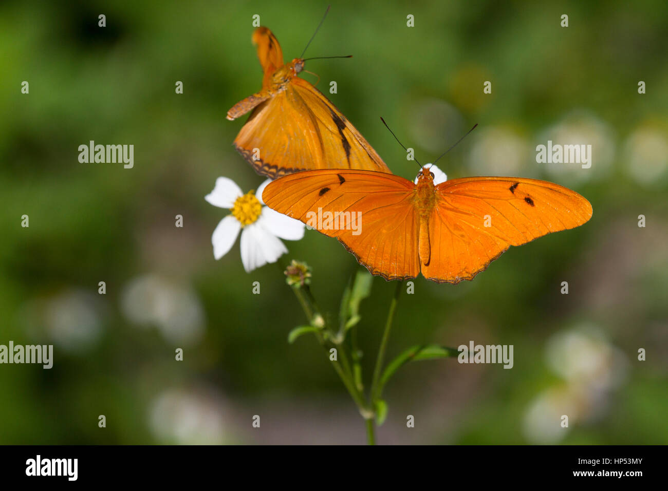 Julia butterfly Banque de photographies et d’images à haute résolution ...