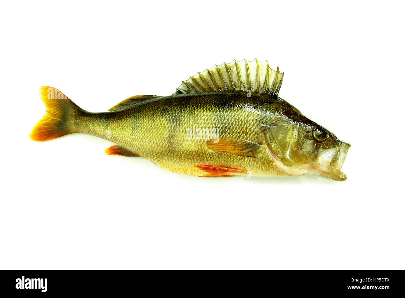 Poisson perche frais Banque de photographies et d’images à haute ...