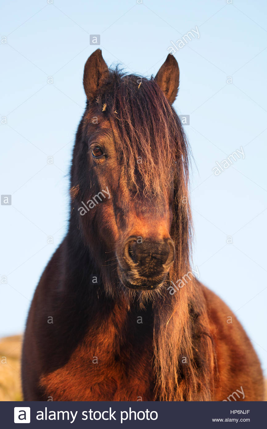 Portraits De Chevaux Banque d'image et photos - Alamy