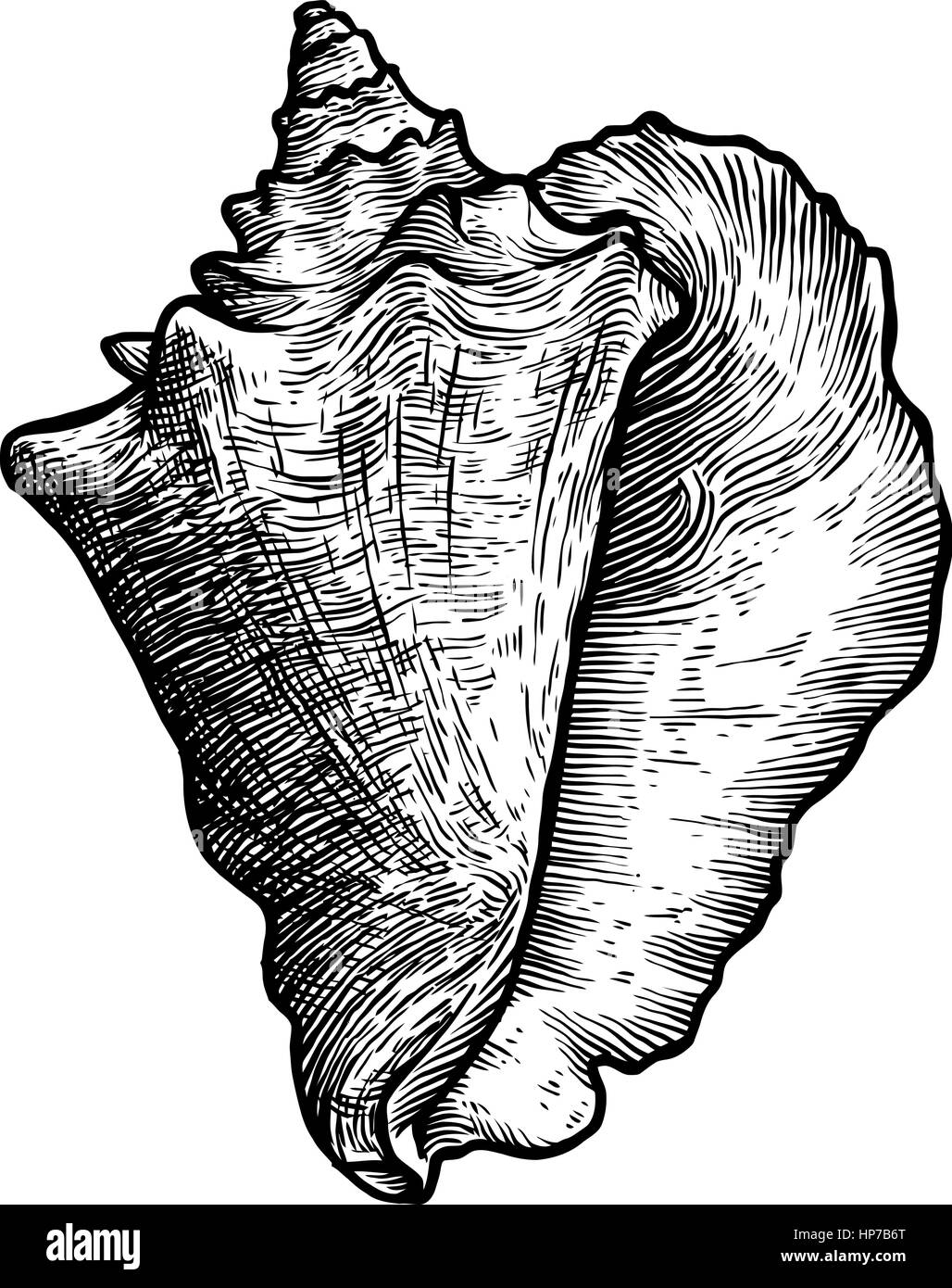 Le lambi illustration, dessin, gravure, encre, réaliste Image ...