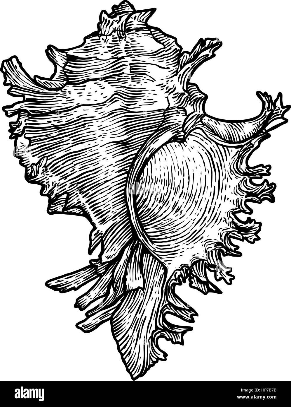 Coquille de murex Banque d'images vectorielles - Alamy