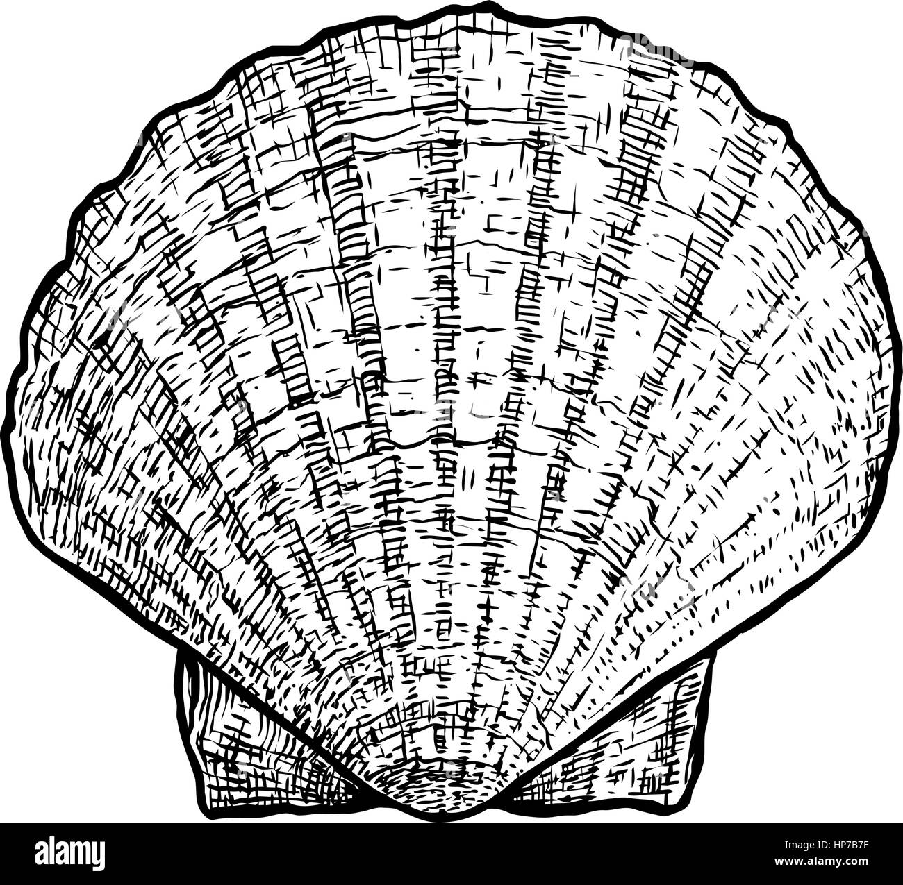 Les pétoncles, clam shell, illustration, dessin, gravure, encre ...