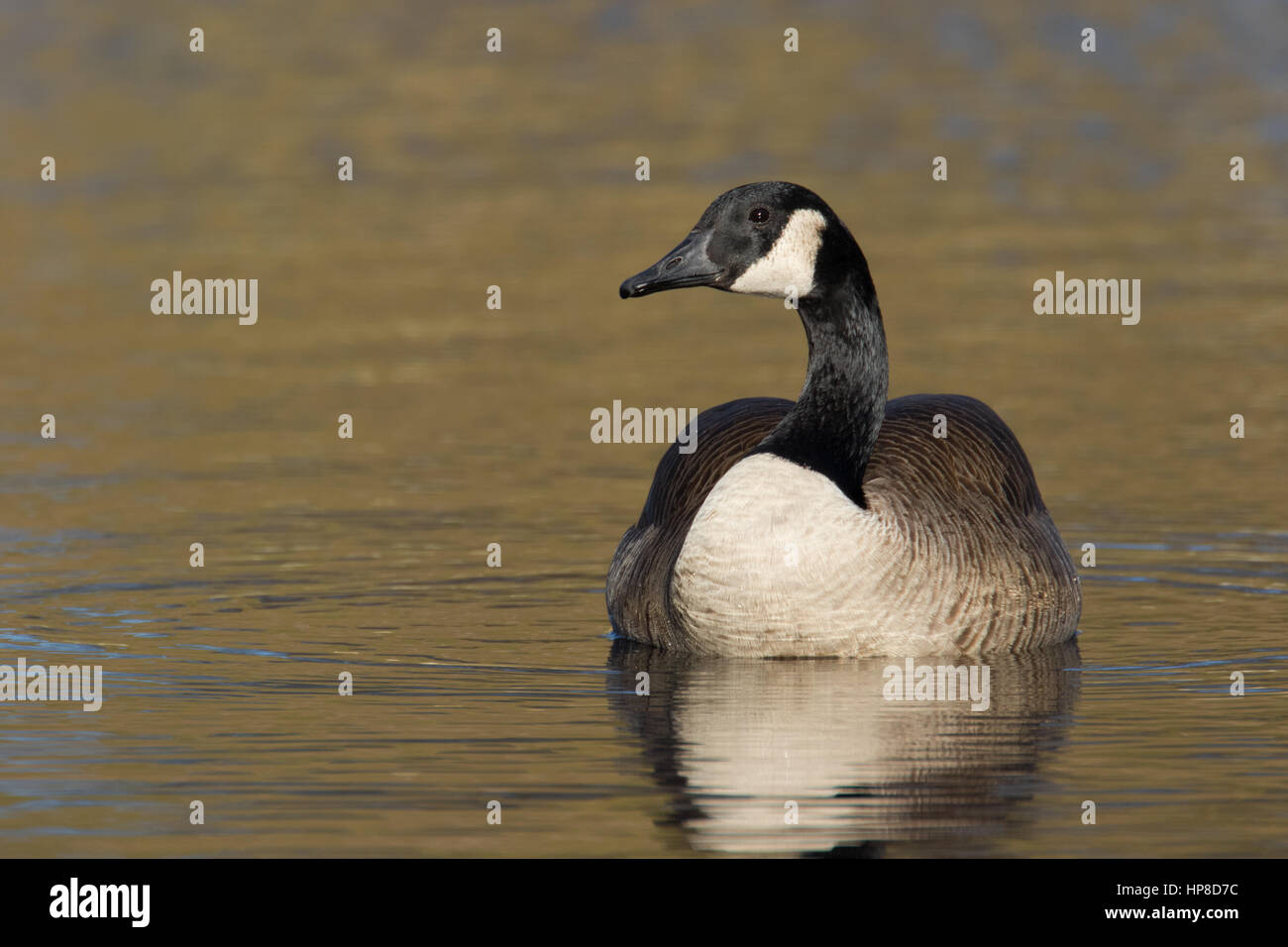 Bernache du canada Banque de photographies et d’images à haute ...