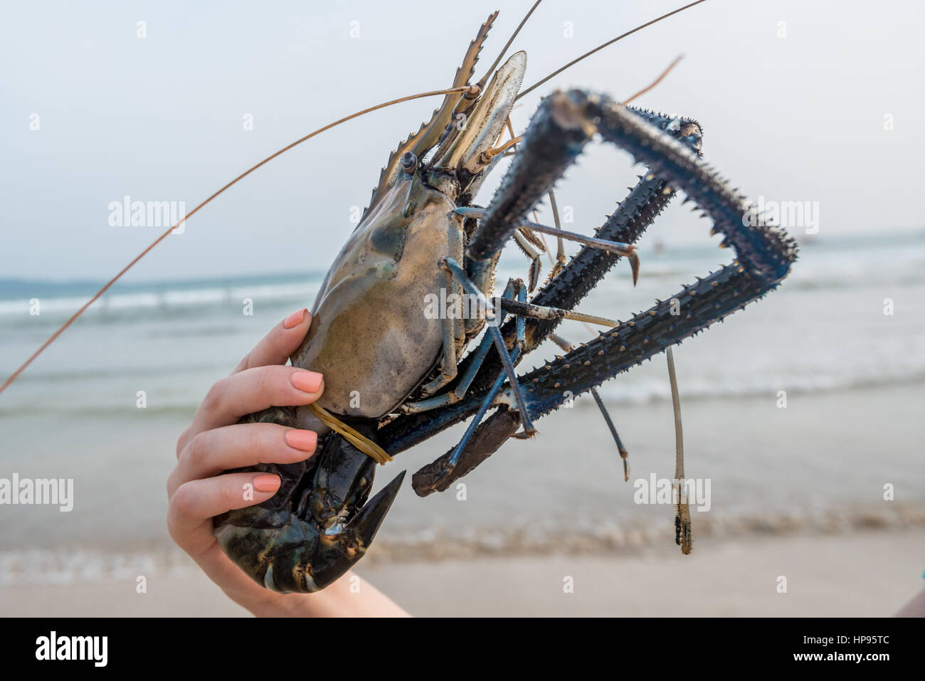 Giant tiger prawn Banque de photographies et d’images à haute ...