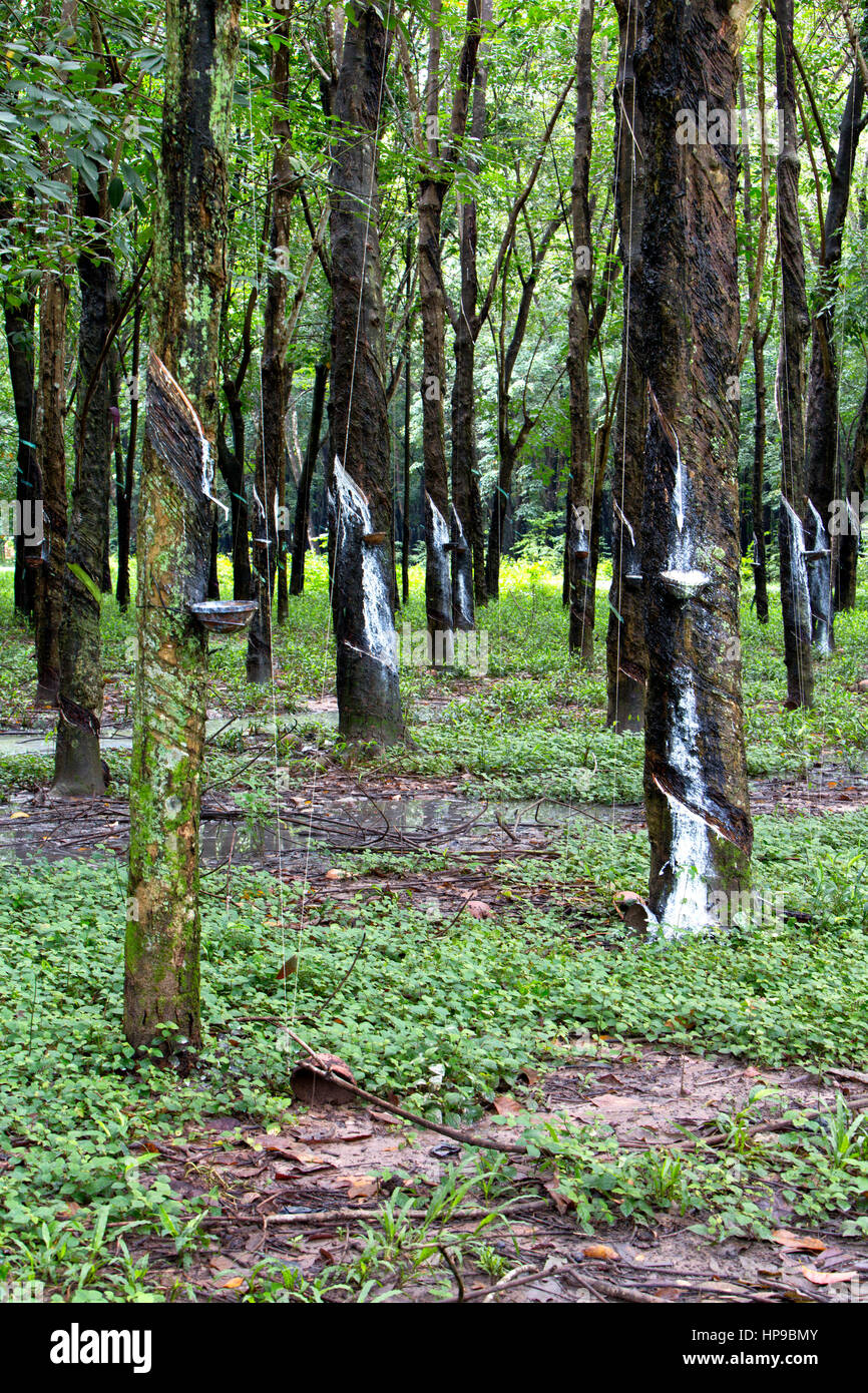 Plantation hevea vietnam Banque de photographies et d’images à haute ...