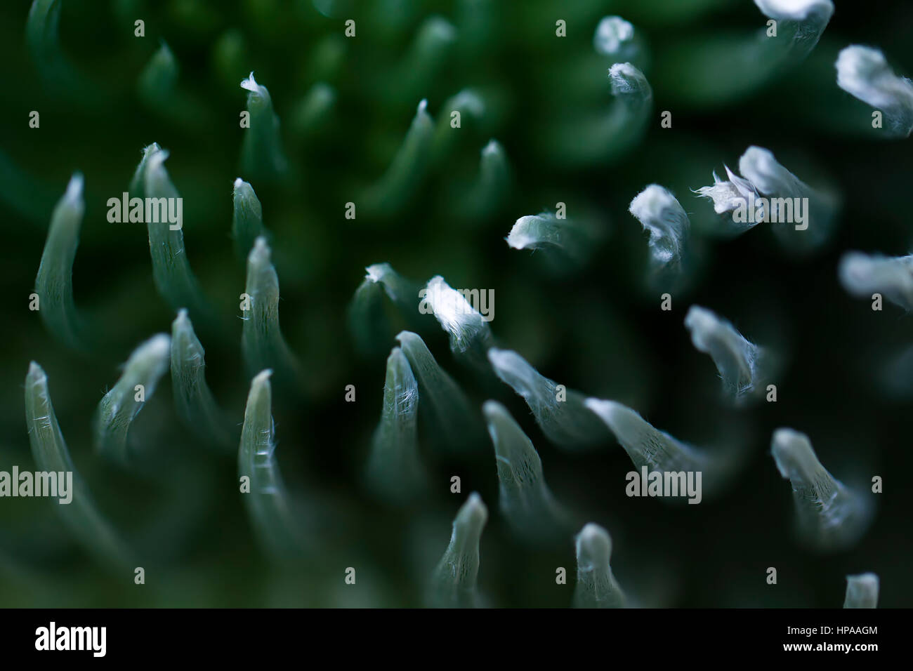 Silver point Banque de photographies et d’images à haute résolution - Alamy