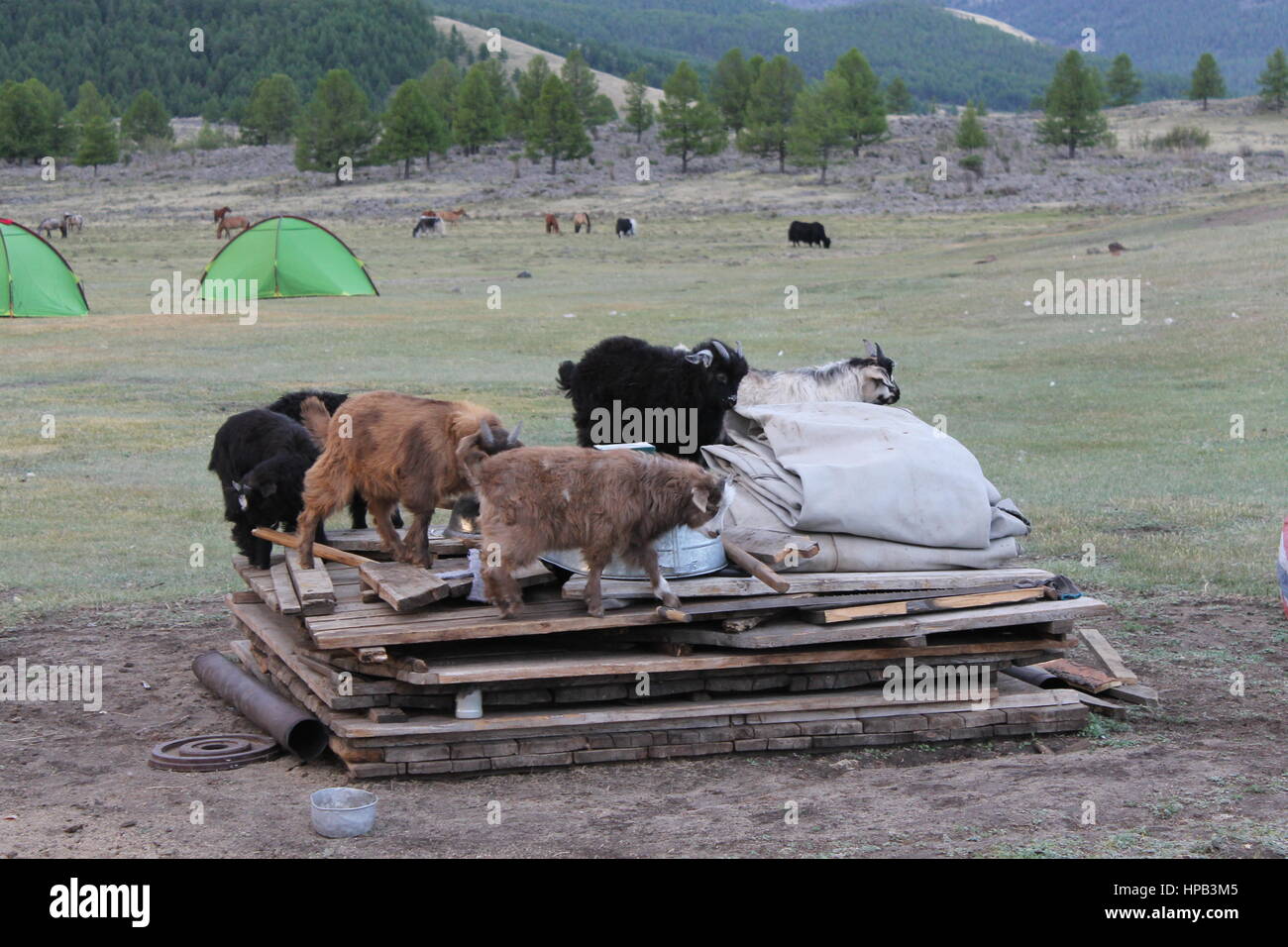 Baby mongol Banque de photographies et d’images à haute résolution - Alamy