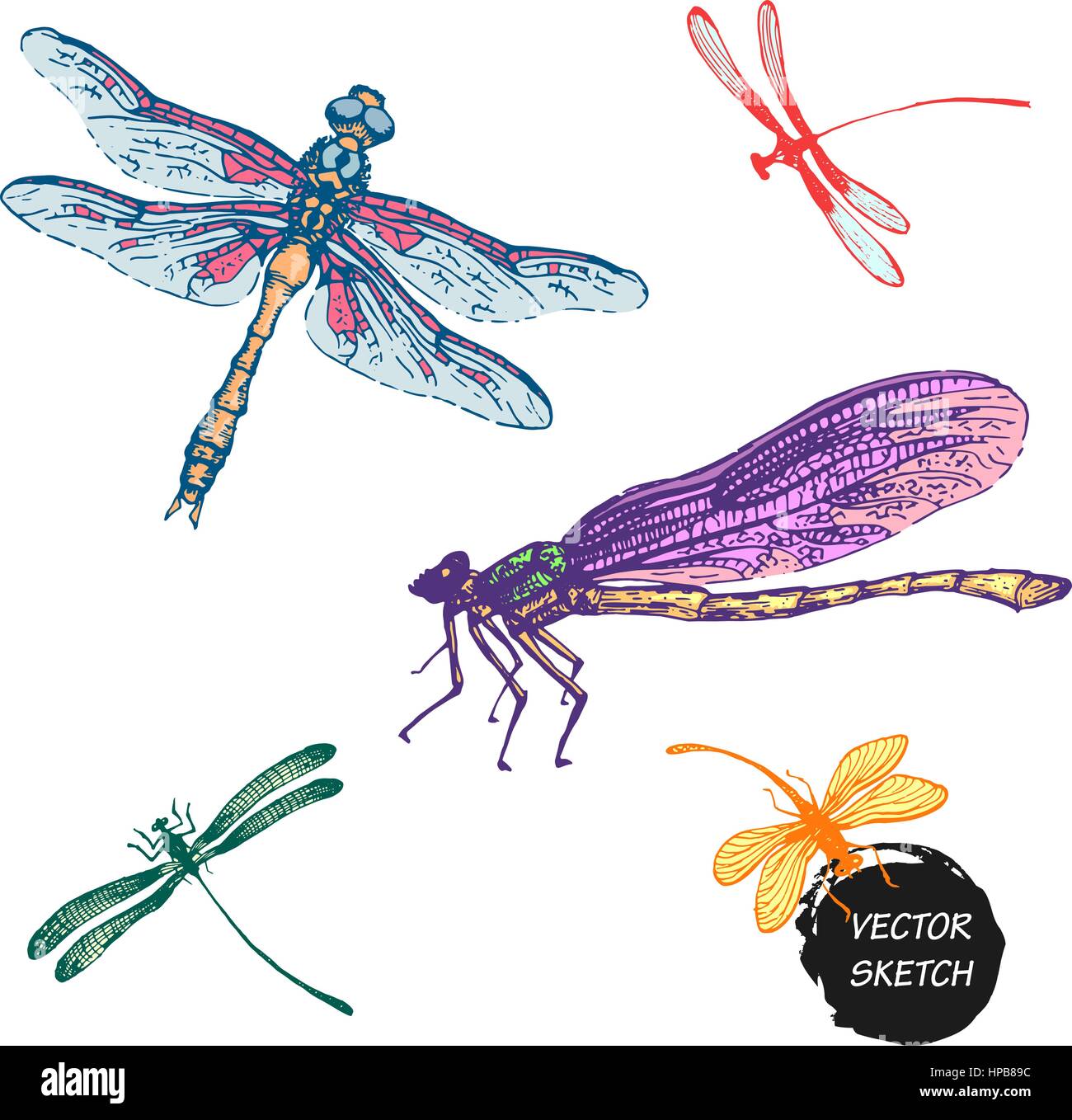 Libellule dessin aile Banque d'images détourées - Alamy