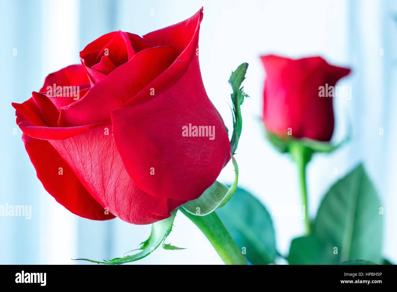 Rose rouge vif Banque de photographies et d’images à haute résolution ...