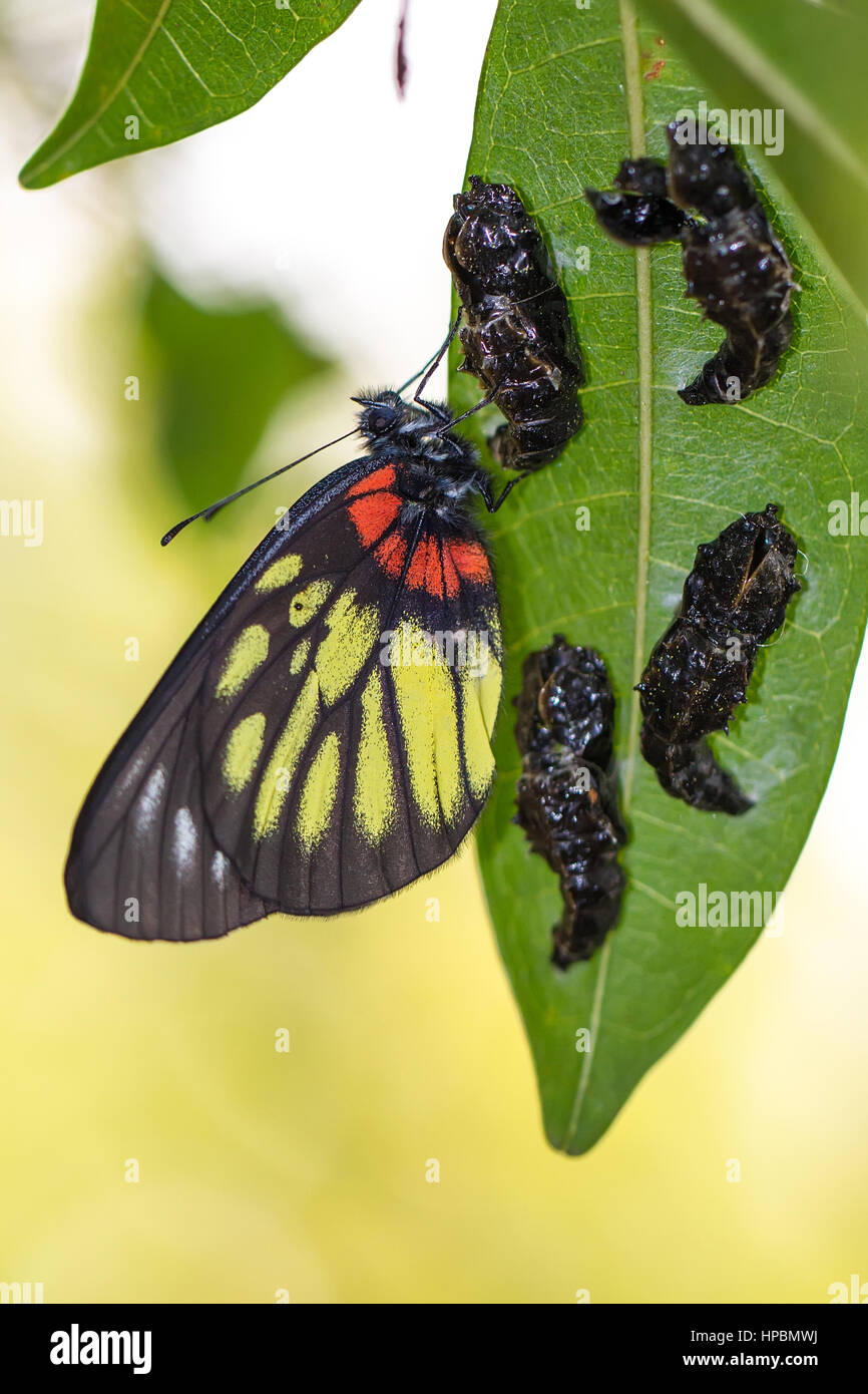 Socle rouge Banque de photographies et d’images à haute résolution - Alamy