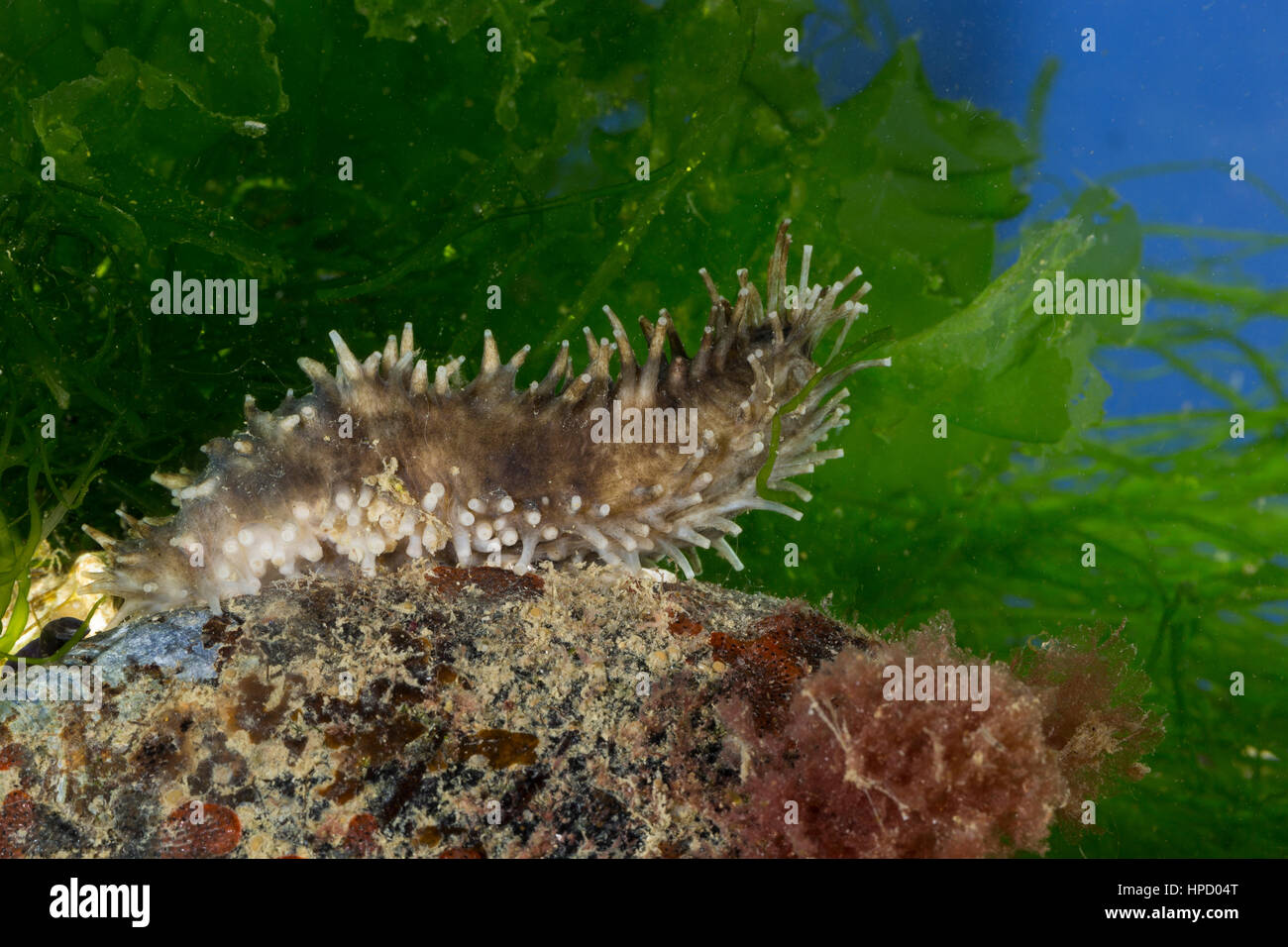 Ocnus planci Banque de photographies et d’images à haute résolution - Alamy