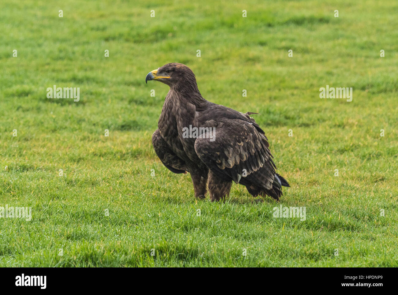 Royaume uni oiseaux de proie Banque de photographies et d’images à ...
