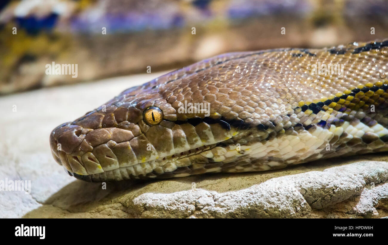 Python reticulatus Banque de photographies et d’images à haute ...