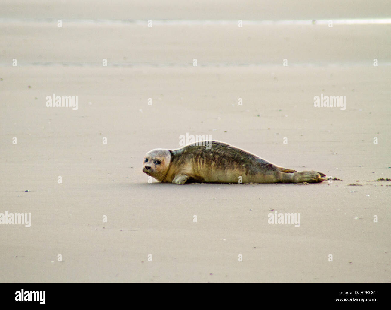 Jeune phoque commun Banque de photographies et d’images à haute ...