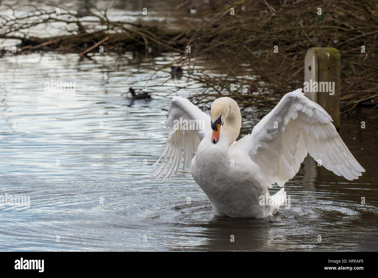 Cygnes sauvages britanniques Banque de photographies et d’images à haute résolution - Alamy