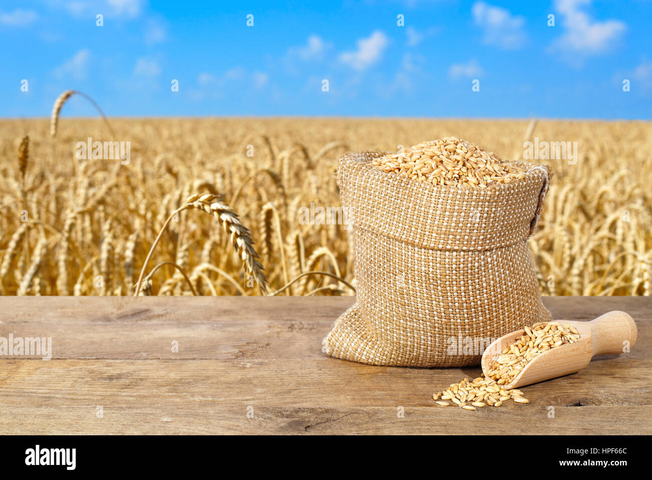 Les grains de blé en sac. Germes de blé en sac sur table avec champ d ...