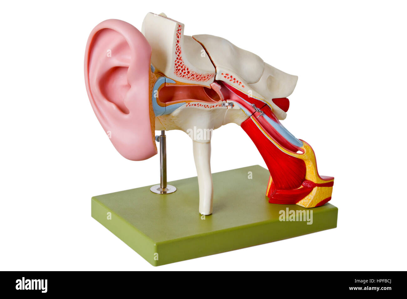 Méat acoustique externe Banque de photographies et d’images à haute ...