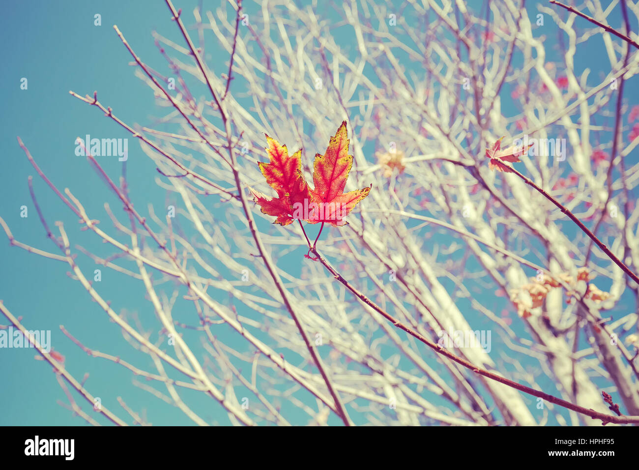 Feuilles Rouges Sur Un Arbre Banque d'image et photos - Alamy