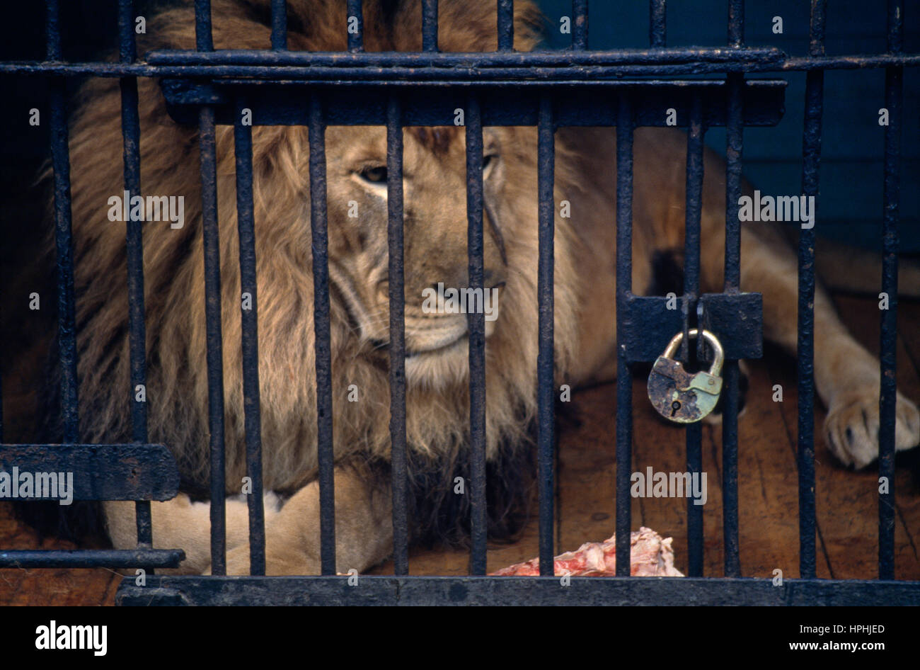 Lion en cage Banque de photographies et d’images à haute résolution - Alamy