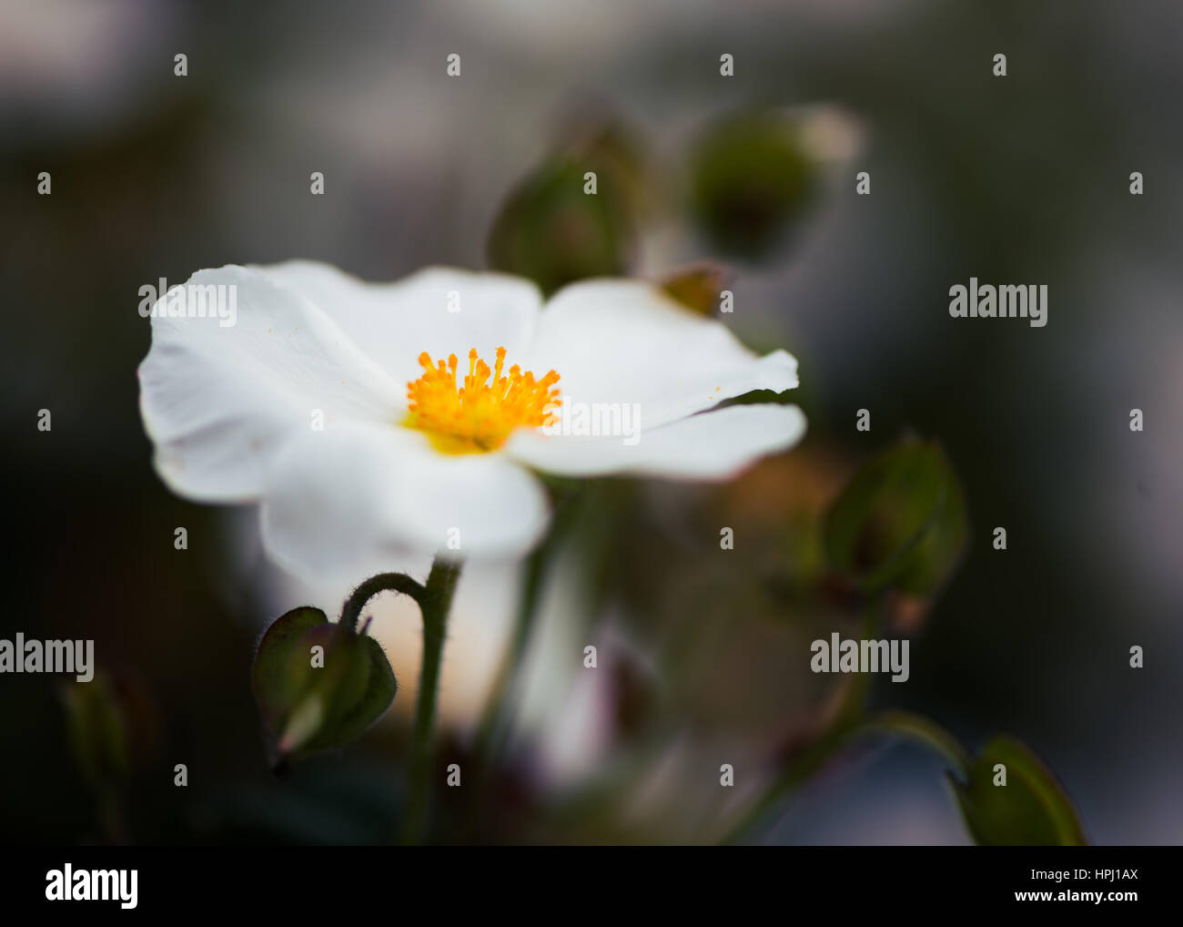 Fleurs de ciste orange Banque de photographies et d’images à haute ...