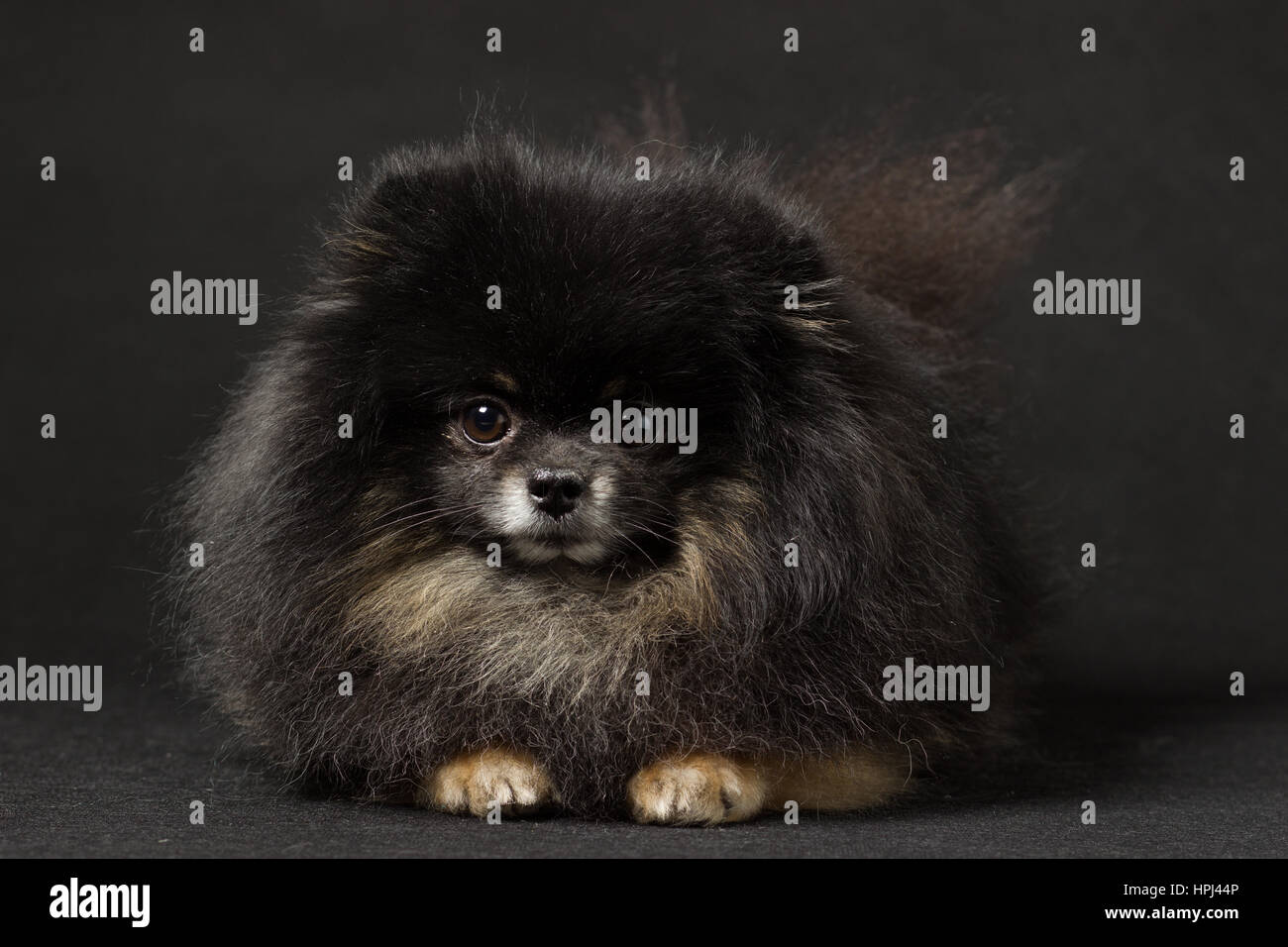 Spitz noir Banque de photographies et d’images à haute résolution - Alamy