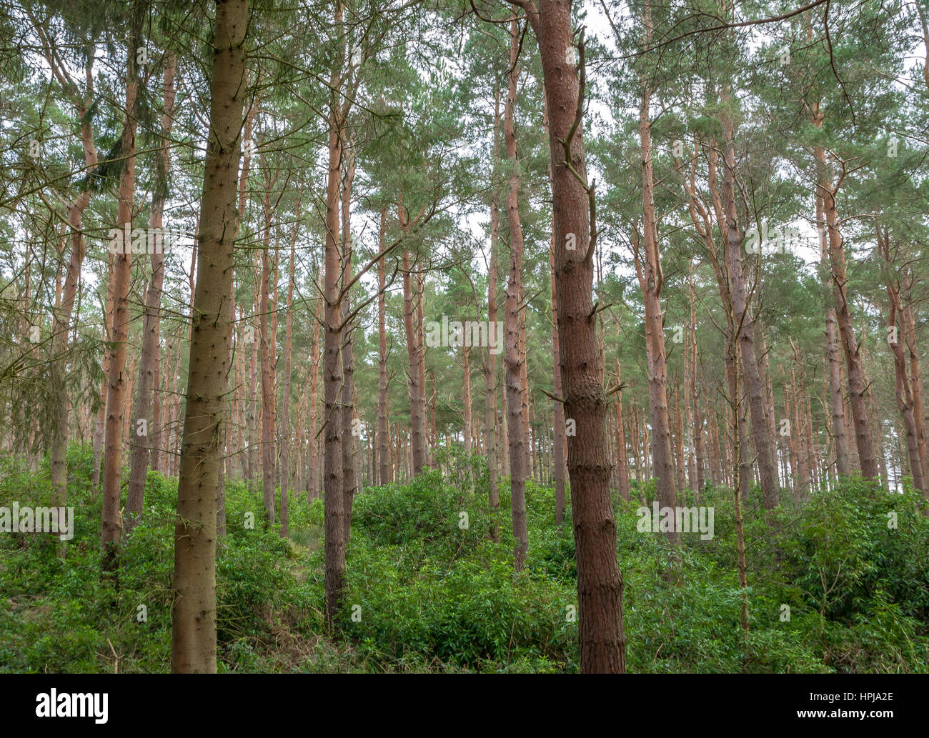 Forêt ou forêt de grands pins écossais, Pinus sylvestris, et buissons ...