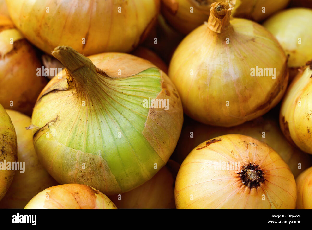 Oignon gros plan Banque de photographies et d’images à haute résolution ...