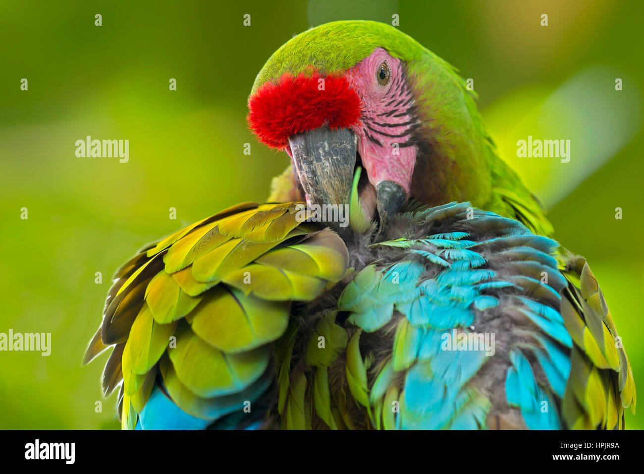 Guacamayo militar Banque de photographies et d’images à haute ...