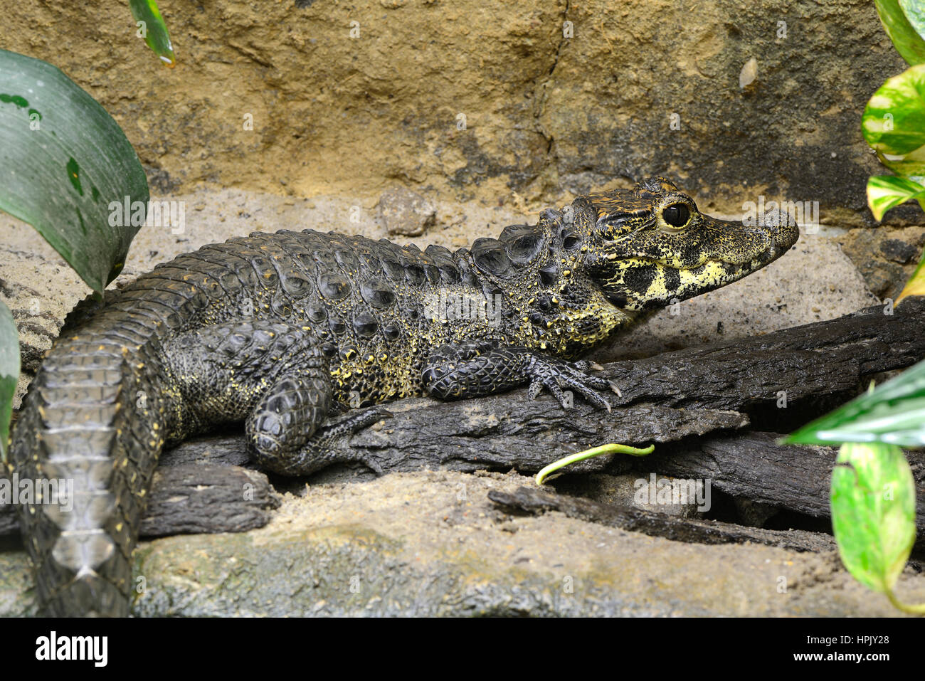 Crocodile nain Banque de photographies et d’images à haute résolution - Alamy