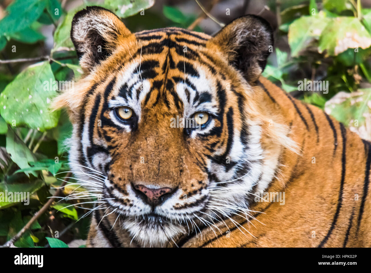Tigre royal du bengale Banque de photographies et d’images à haute ...