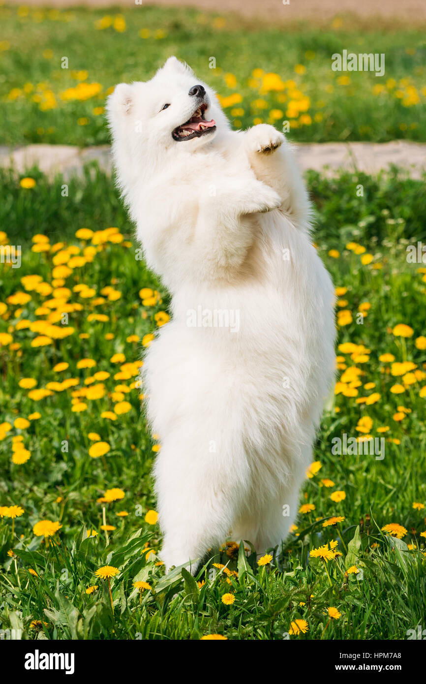 Samoyede dog Banque de photographies et d’images à haute résolution - Alamy